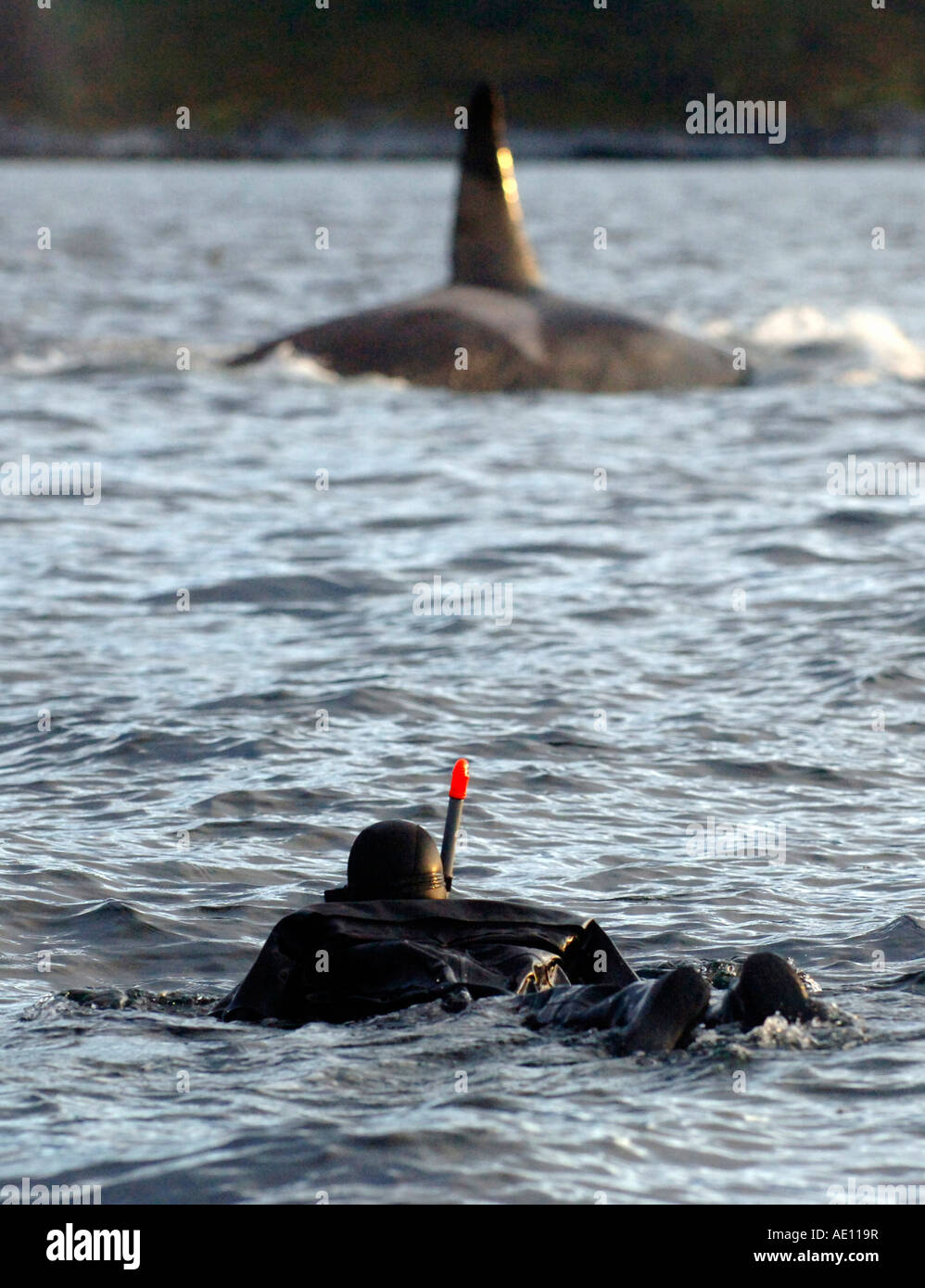 Free diver whale hi-res stock photography and images - Alamy