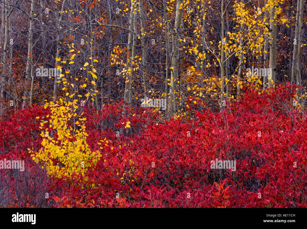 Autumn aspen foliage with staghorn sumac colony, Greater Sudbury ...
