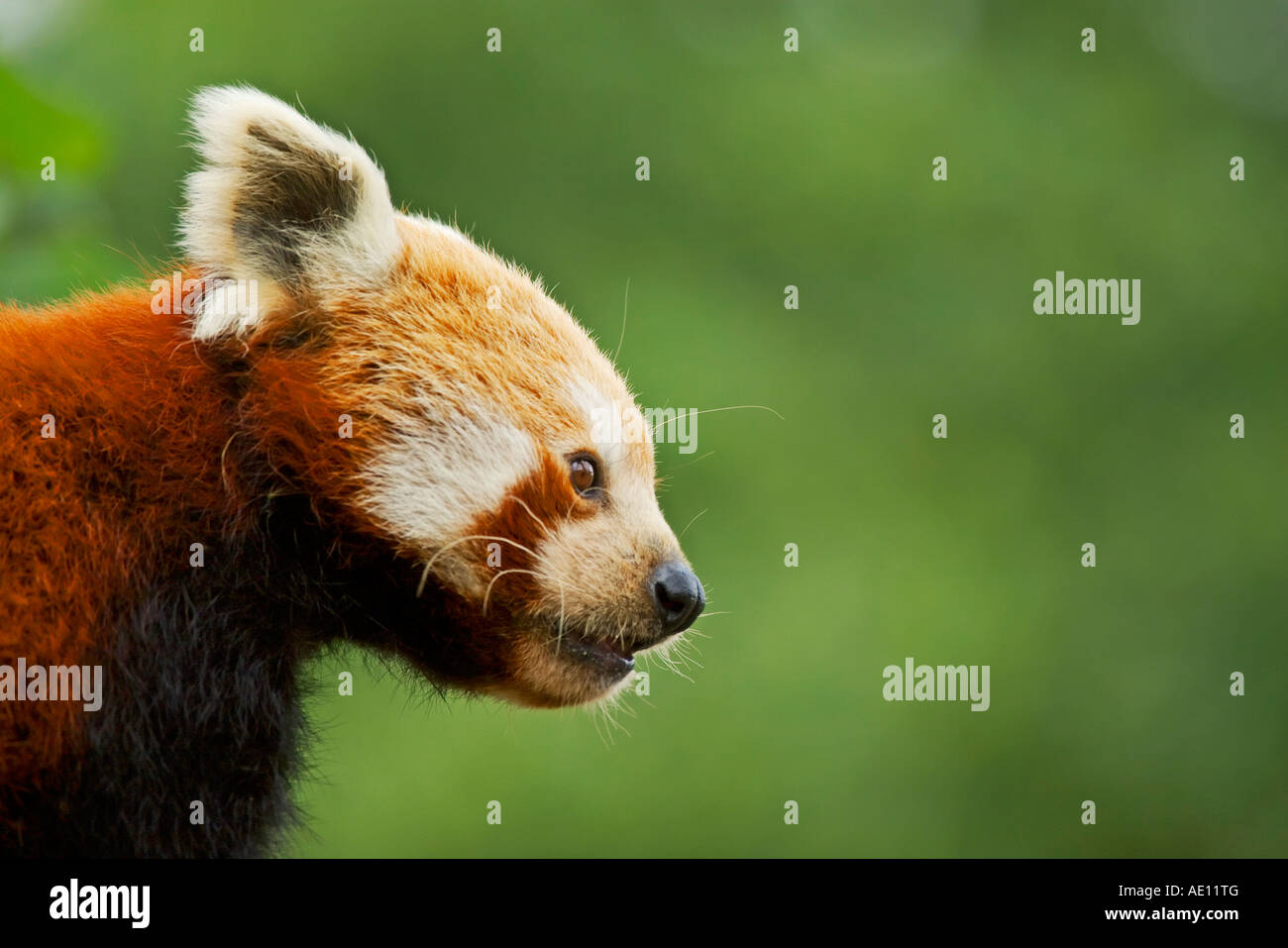 Side view of a Red Panda Stock Photo - Alamy