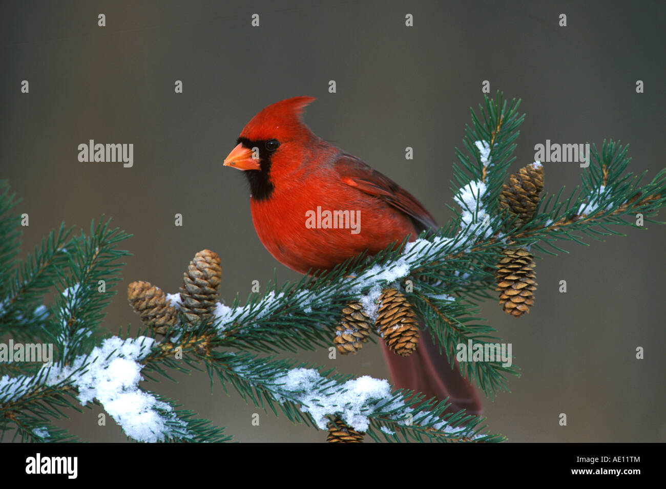 Northern Cardinal Cardinalis cardinalis Male on Spruce Bough Eastern ...