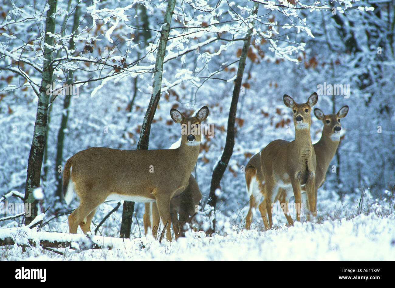 Whitetail deer pictures hi-res stock photography and images - Alamy