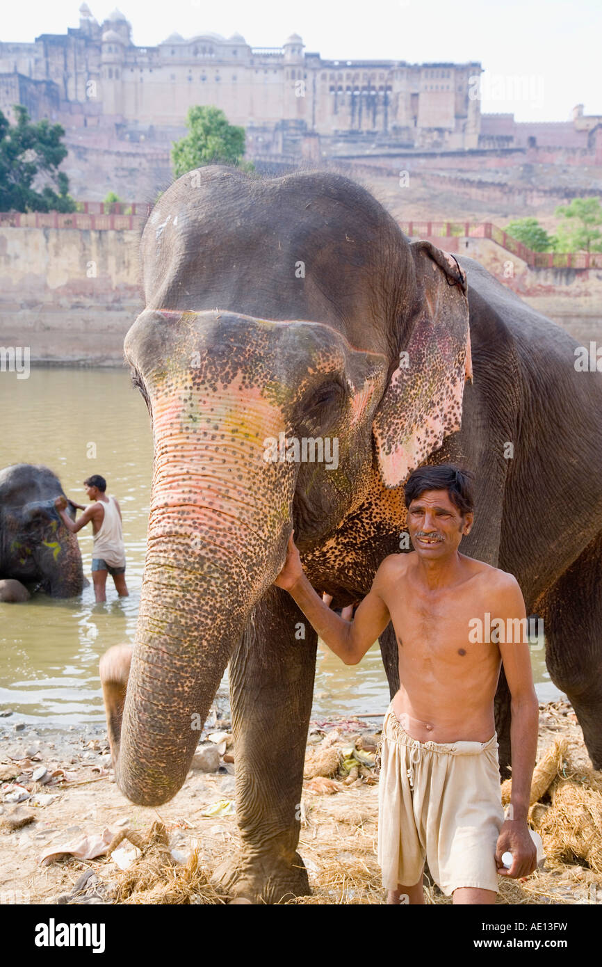 India Rajasthan Jaipur elephants being washed in front of Amber Fort ...