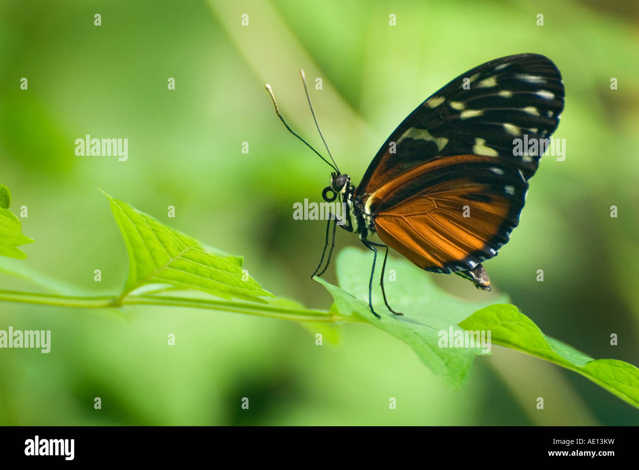 Golden Helicon Butterfly Stock Photo - Alamy