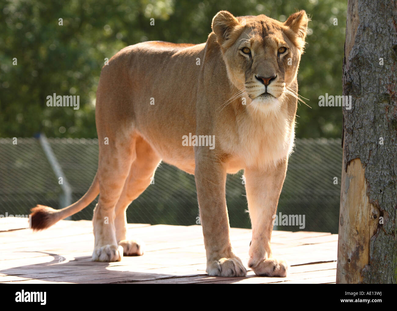 West african lion hi-res stock photography and images - Alamy