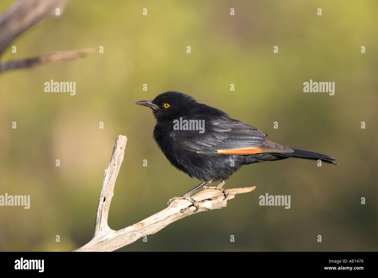 Pale Winged Starling 1 Onychognathus Damaraland Namibia Stock Photo - Alamy