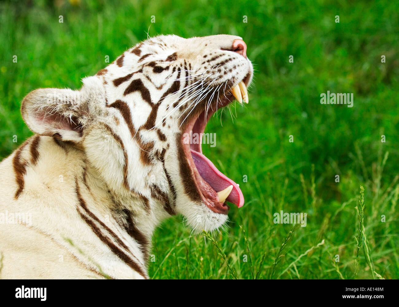 White Tiger yawning Stock Photo - Alamy