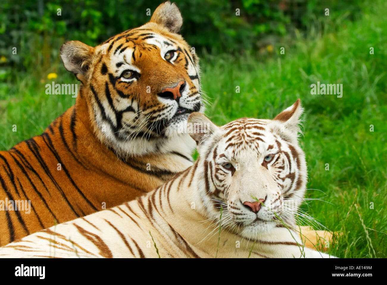 A pair of Tigers Stock Photo - Alamy