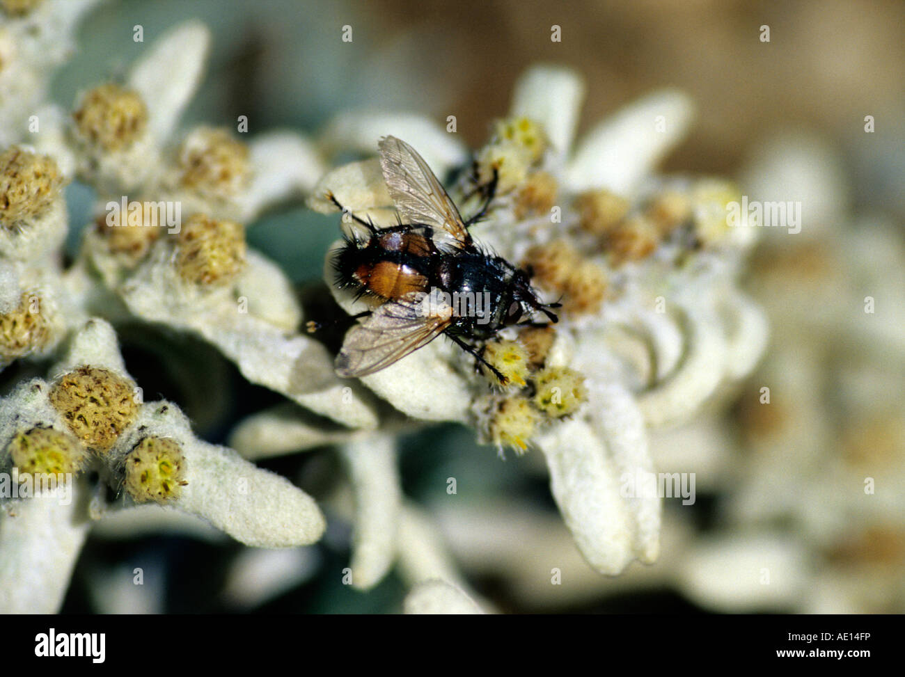 Leontopodium alpinum, Edelweiss, Stella alpina with a mountain fly ...