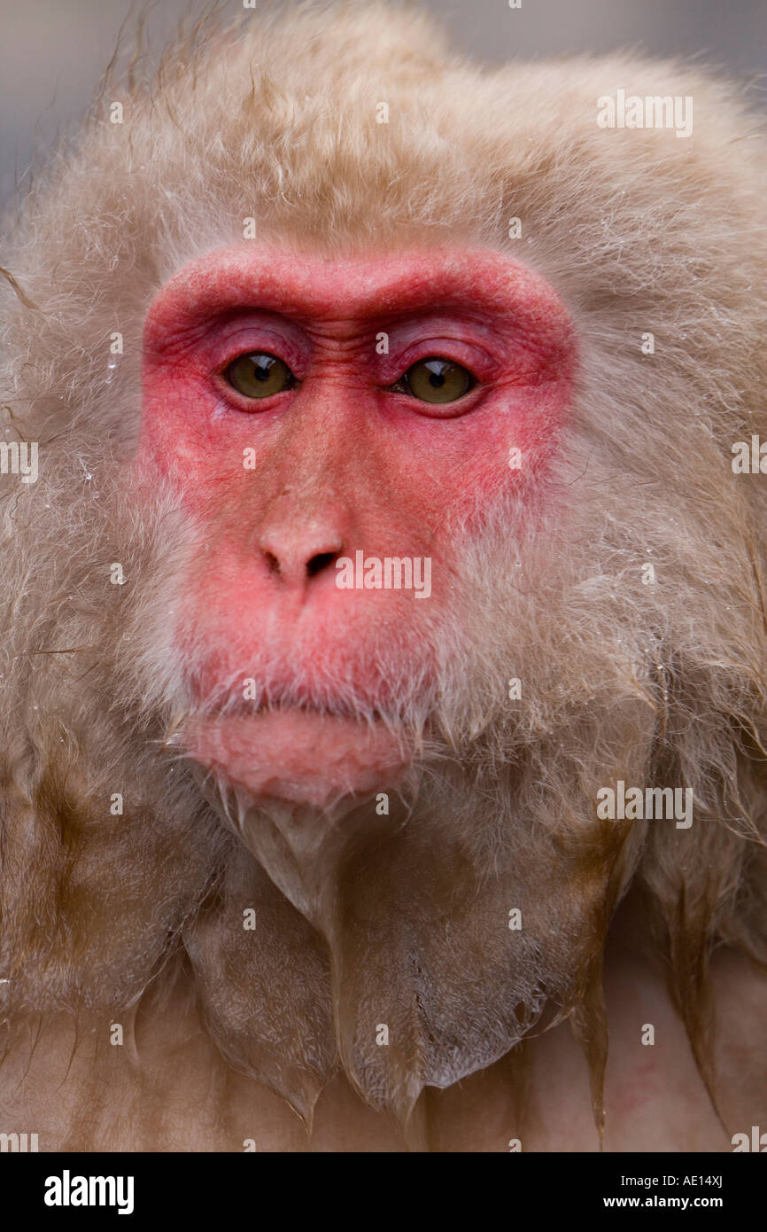 Japanese macaque Macaca fuscata Snow monkey soaking in hot thermal ...