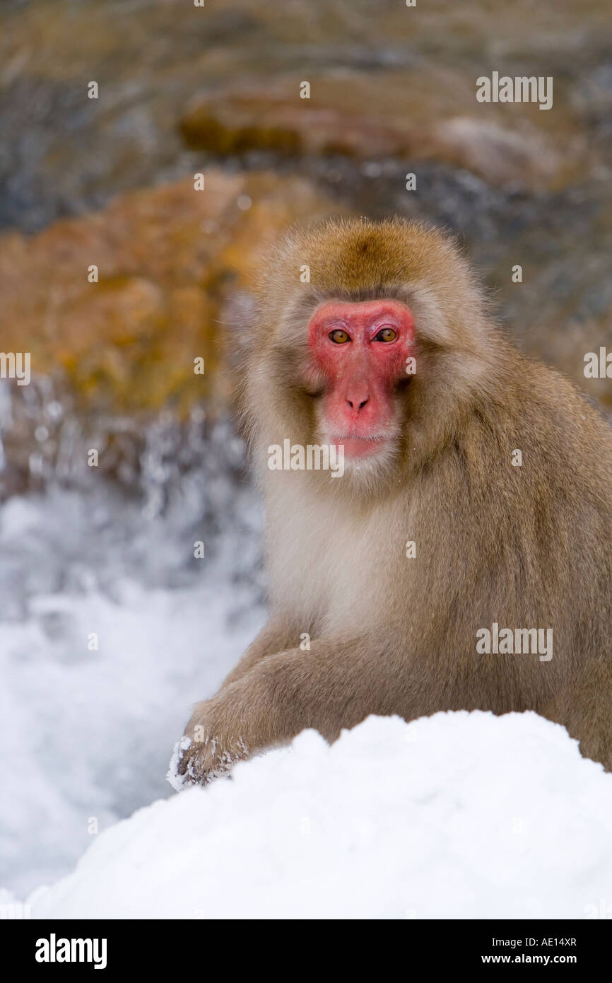 Japanese macaque Macaca fuscata Snow monkey Joshin etsu National Park ...