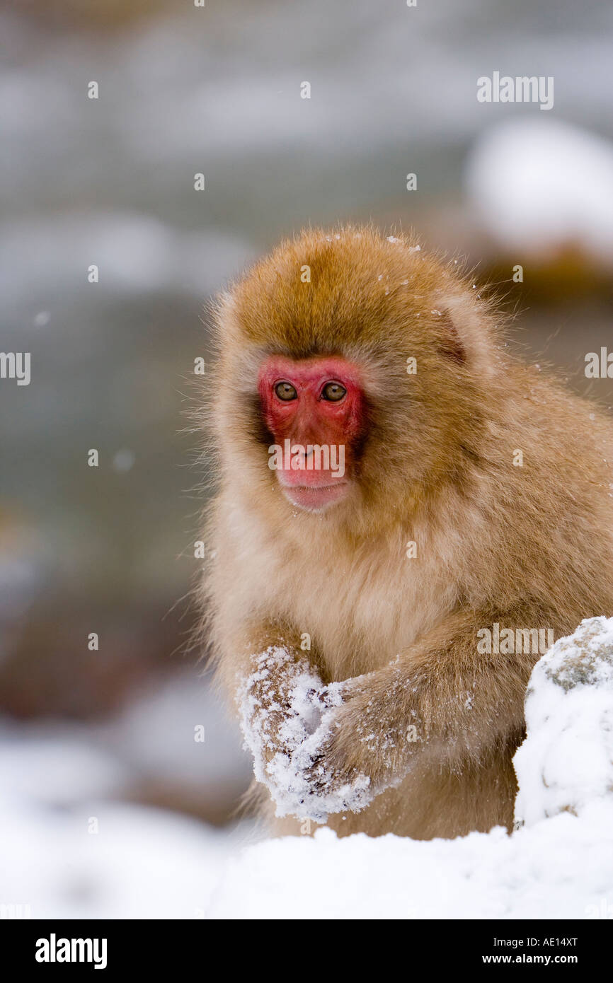 Japanese macaque Macaca fuscata Snow monkey young macaque in the snow ...