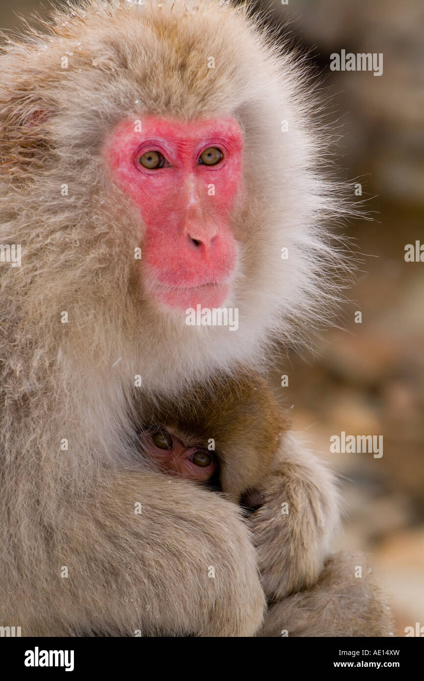 Japanese macaque hi-res stock photography and images - Alamy