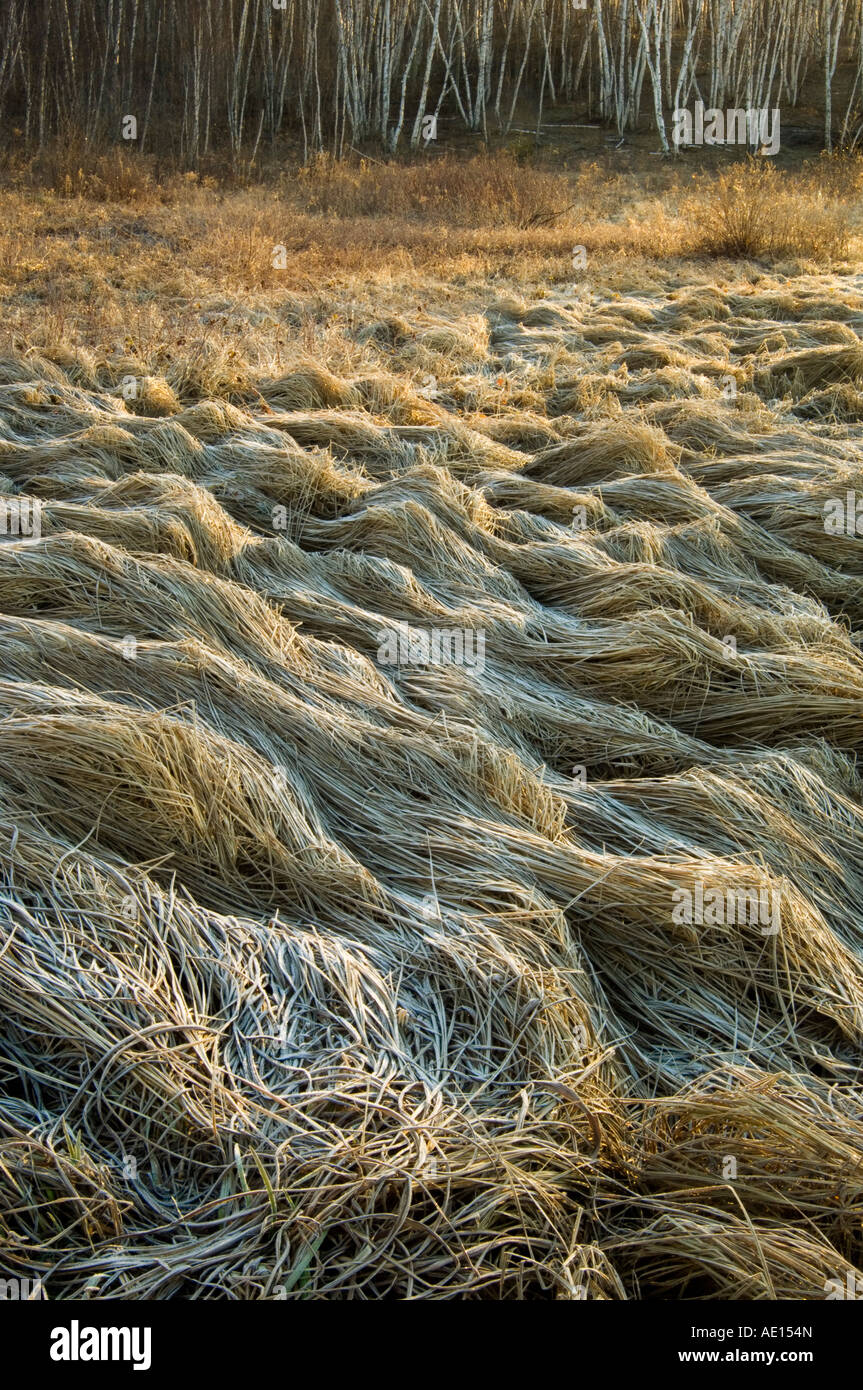 Hummocks of frosted marsh grasses near beaver pond, Greater Sudbury ...