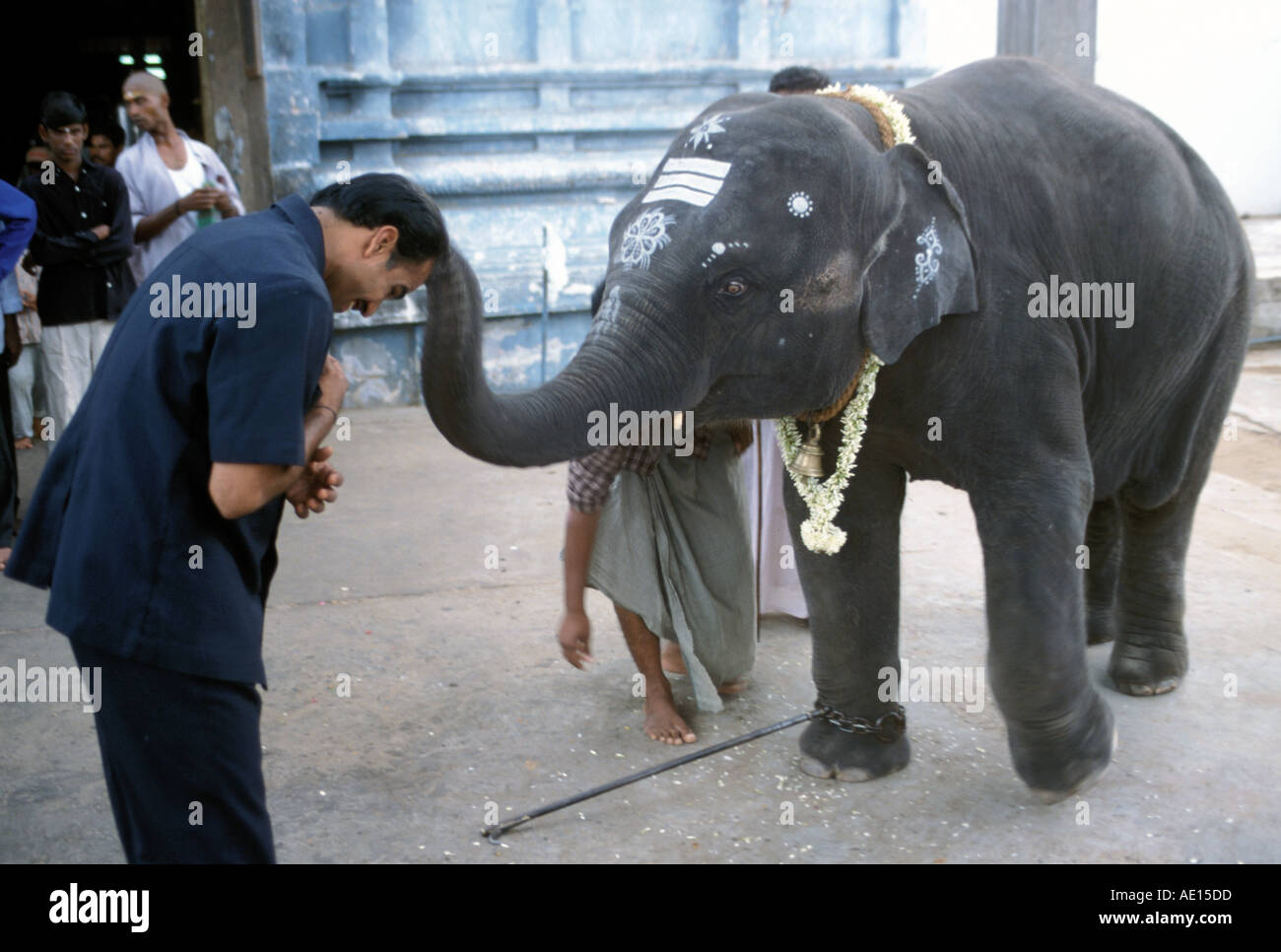 An elephant and a man Stock Photo - Alamy