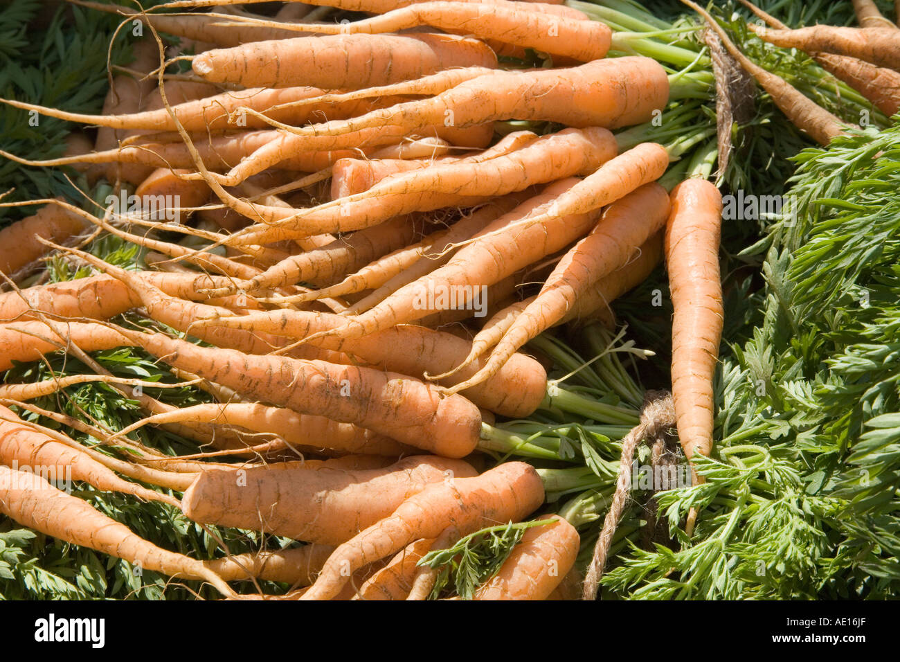 Pile of carrots, Daucus carota, which were grown on an organic farm ...