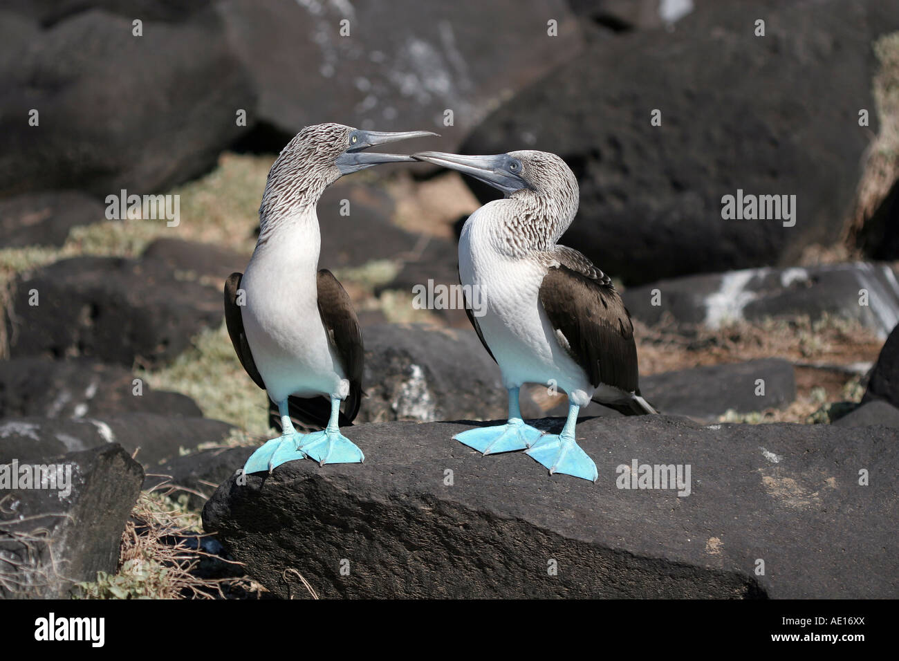 Blue footed boobies Stock Photo - Alamy