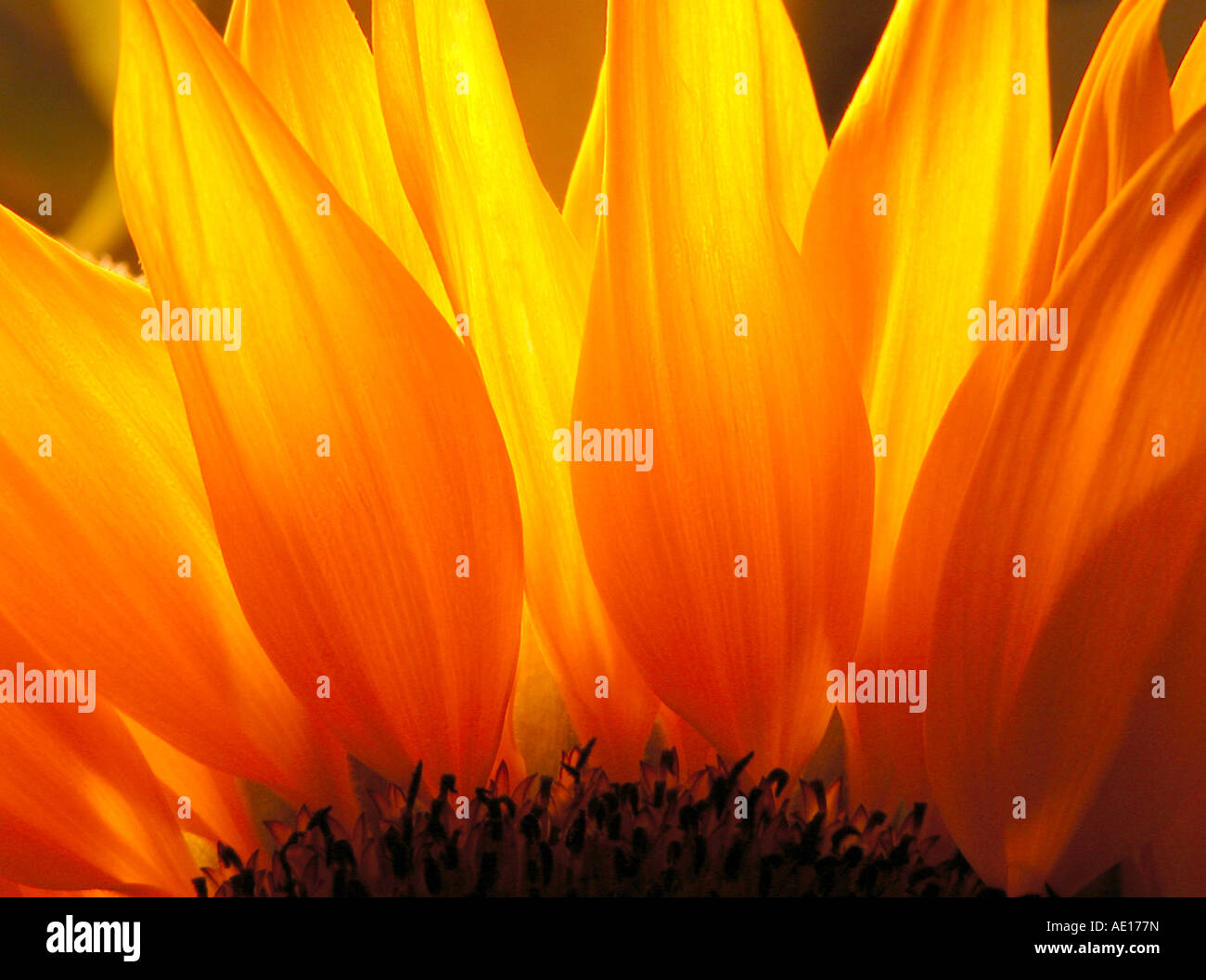 Fire sunflower hi-res stock photography and images - Alamy