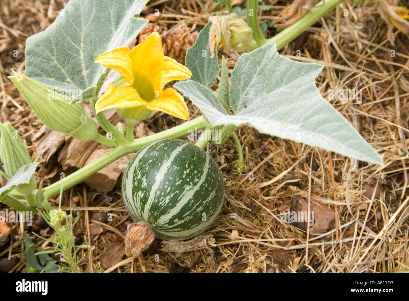 Buffalo gourd hi-res stock photography and images - Alamy