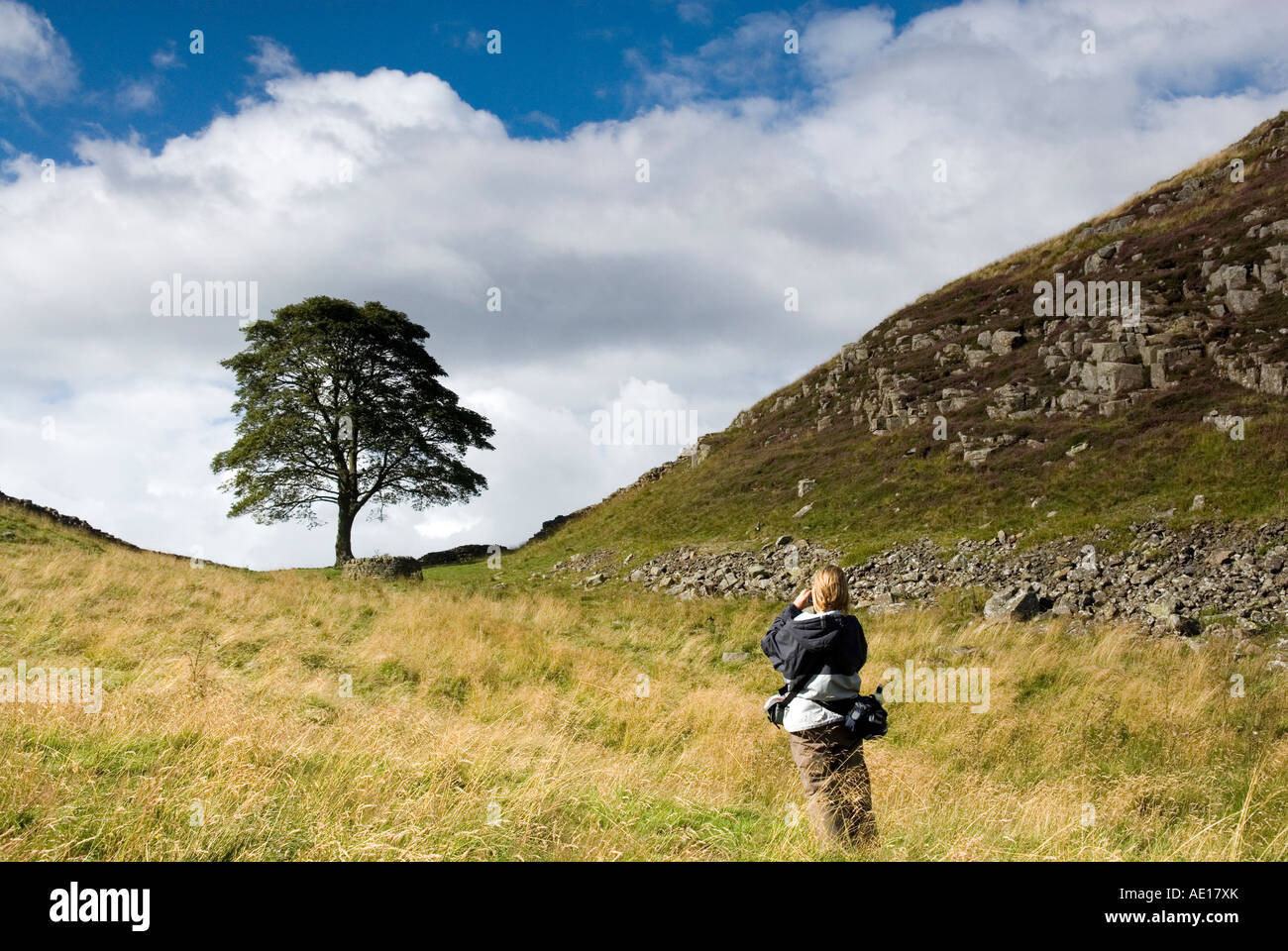 A female takes a photograph of the ancient Sycamore Tree on Hadrians ...