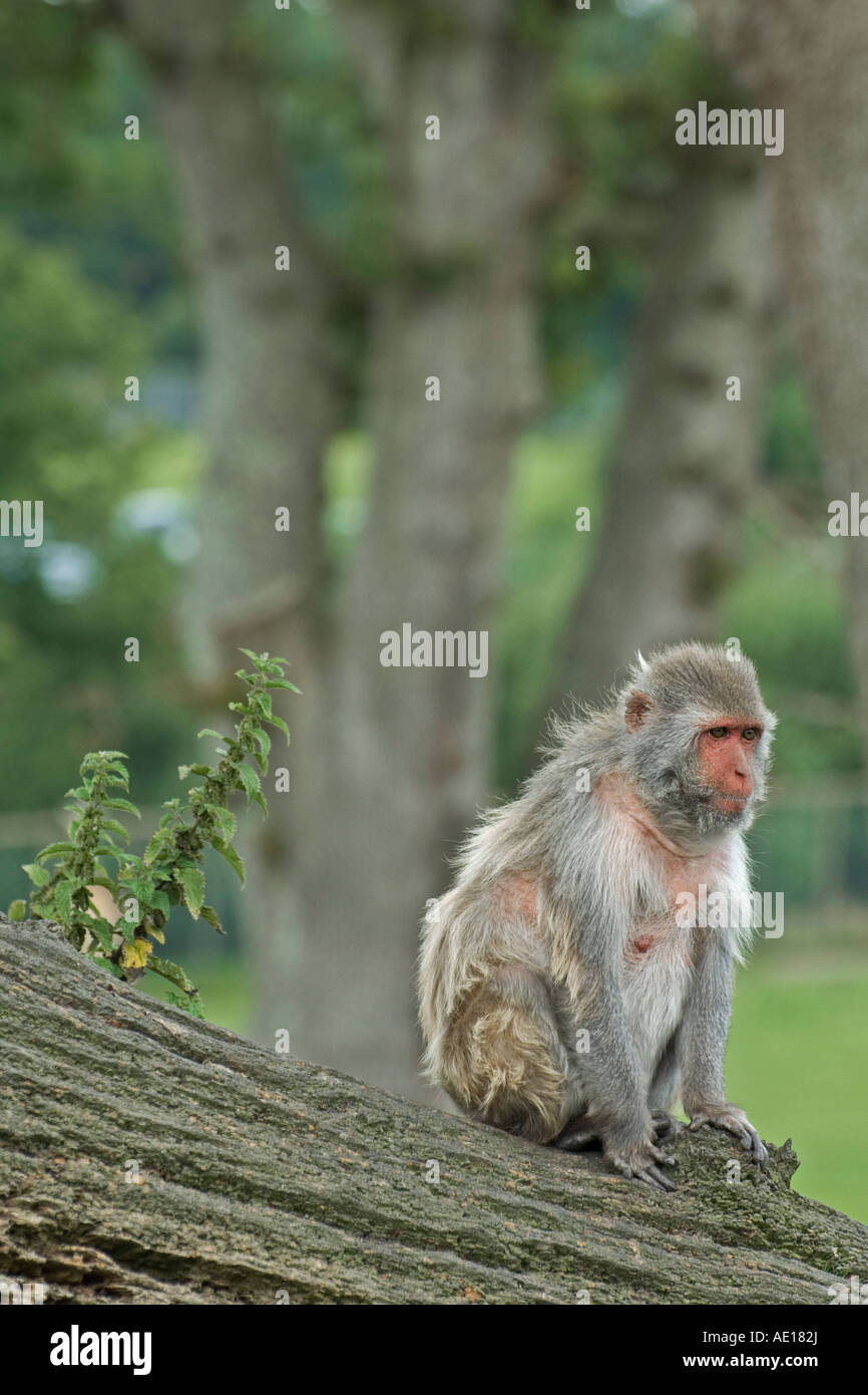 Sariska wildlife sanctuary hi-res stock photography and images - Alamy