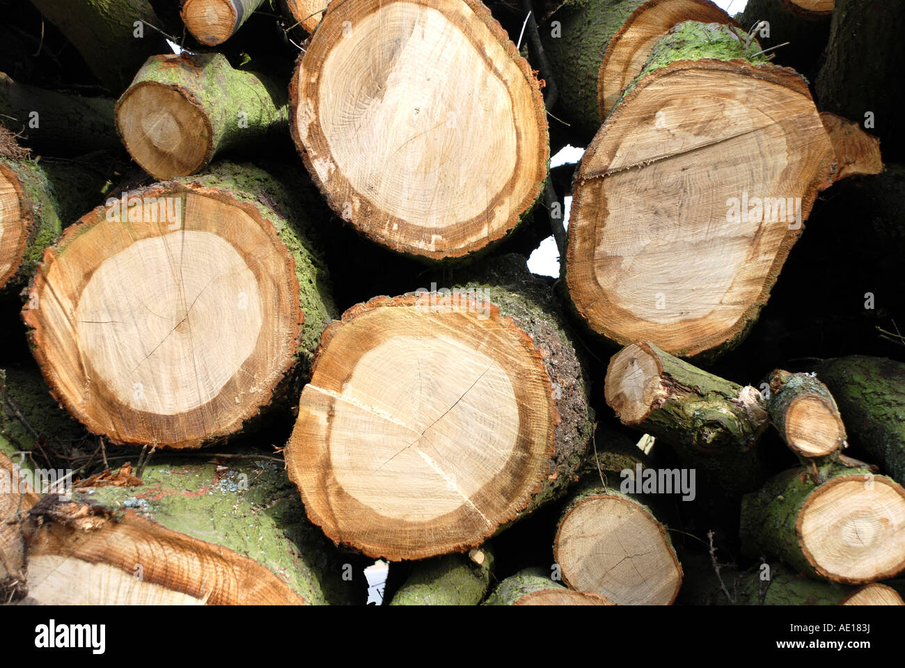 Sawn log ends hi-res stock photography and images - Alamy