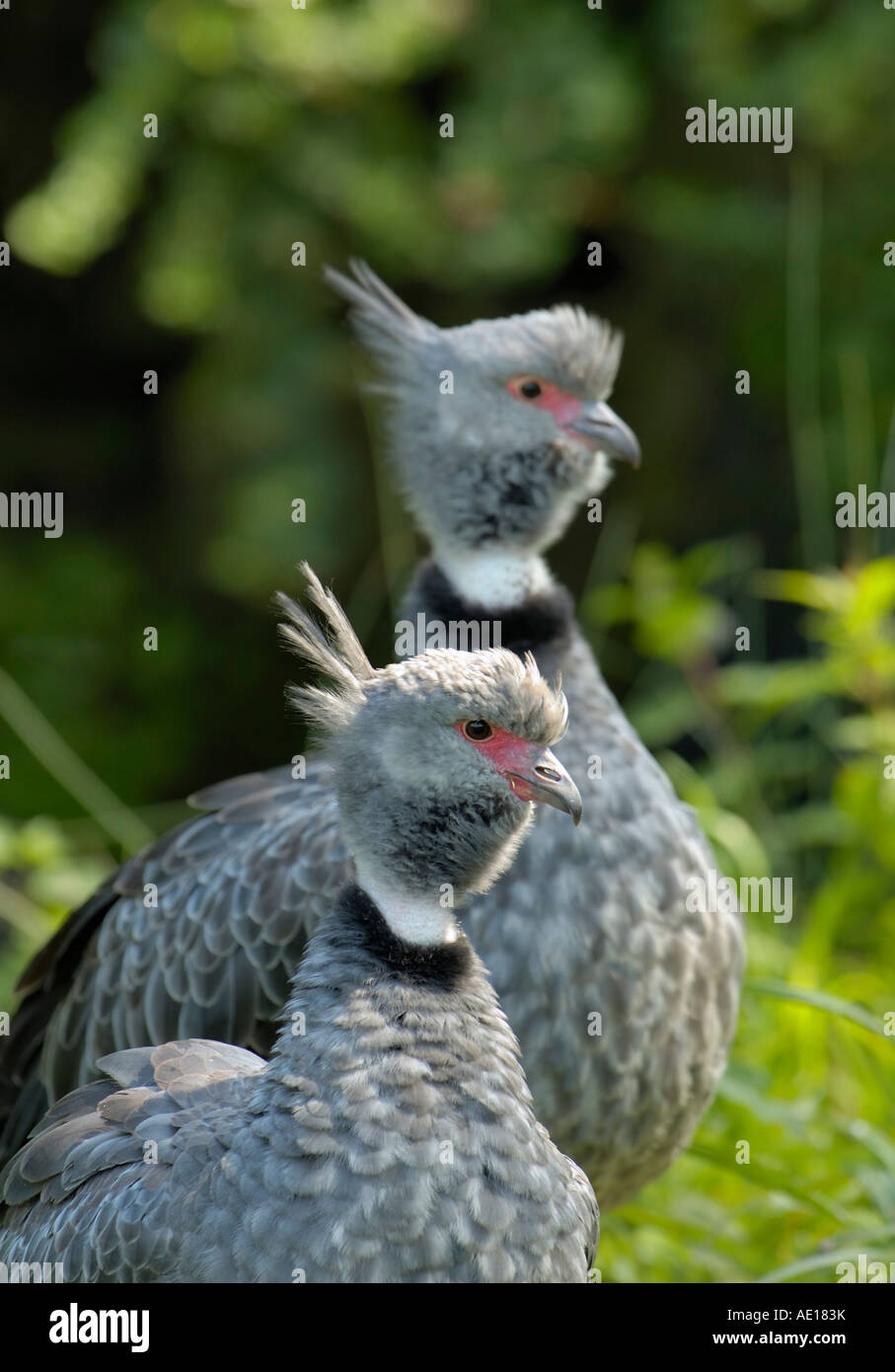Bird Crested Screamer The Crested Southern Screamer Bird Stock Photo