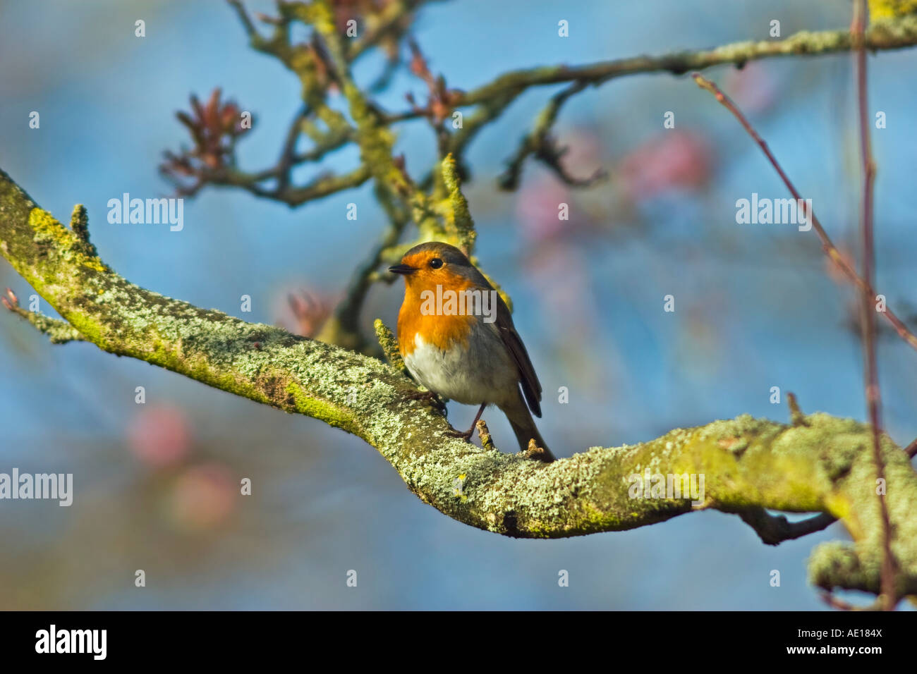 Robin in tree hi-res stock photography and images - Alamy