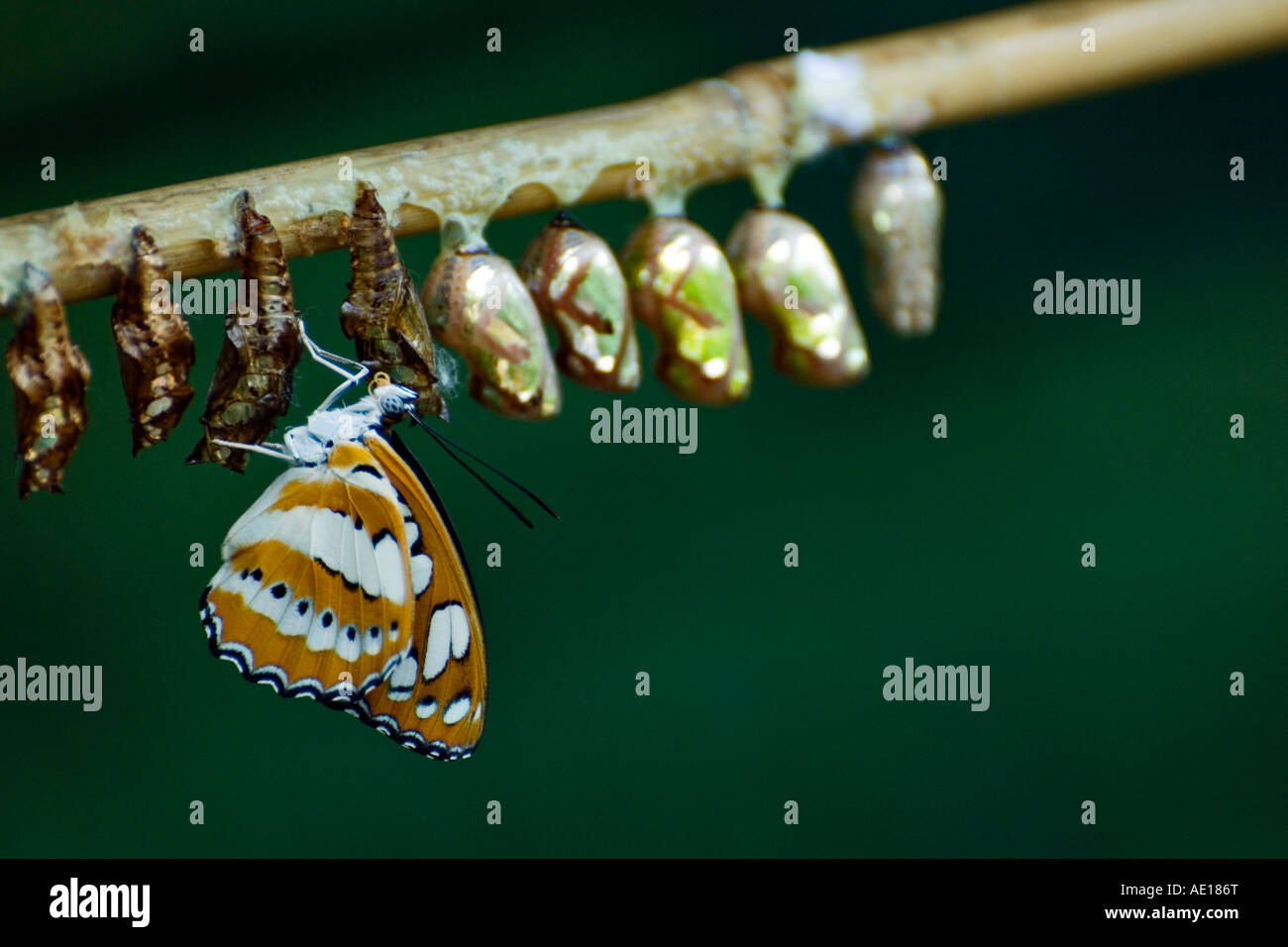 Butterfly chrysalis hi-res stock photography and images - Alamy