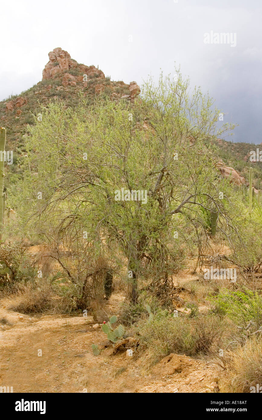 Desert Ironwood Olneya tesota Tucson Arizona United States 29 July ...