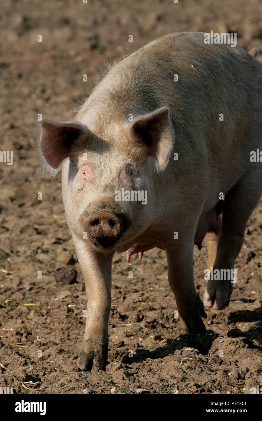 Pig in mud Stock Photo - Alamy