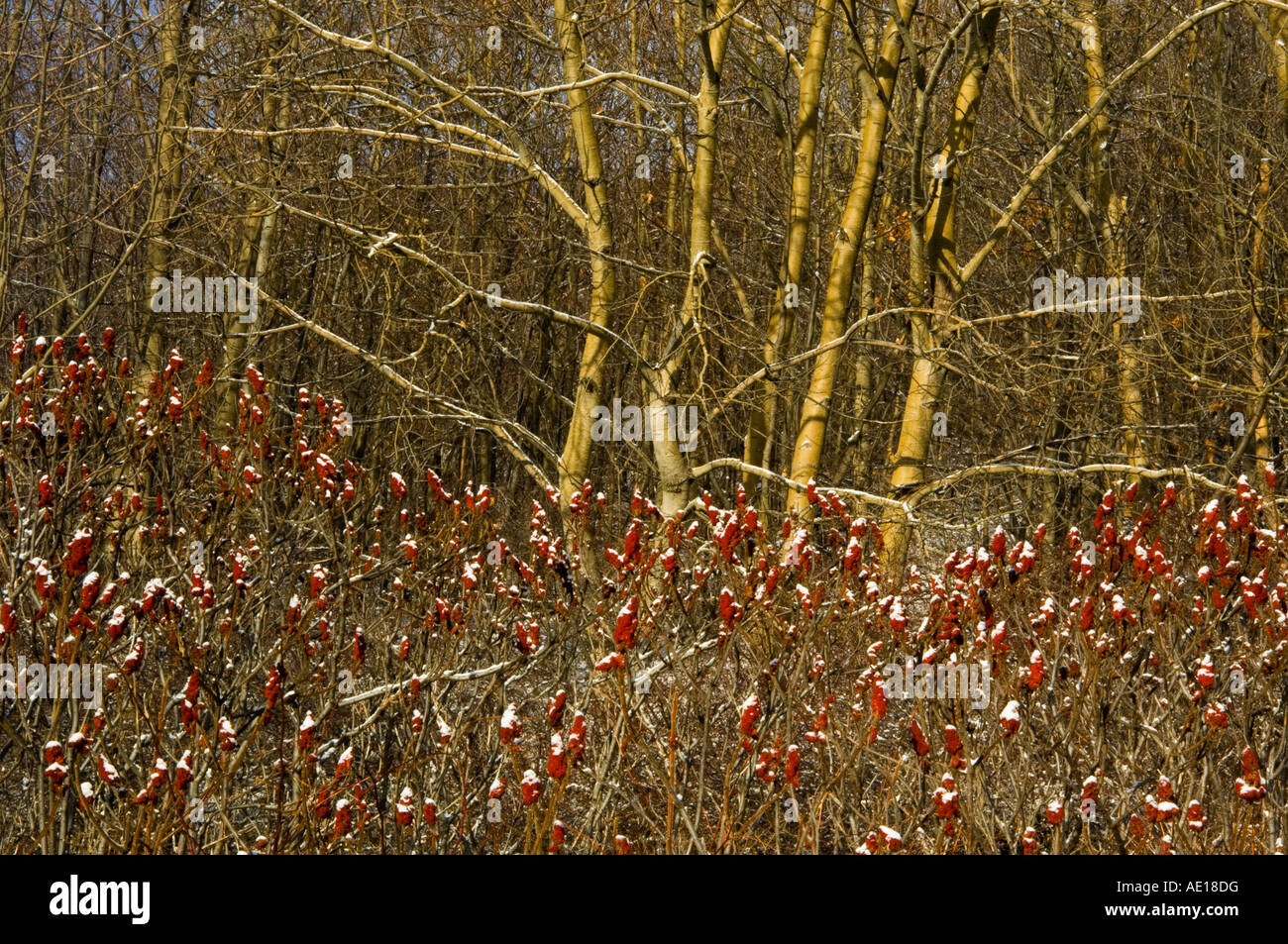 Staghorn sumac (Rhus typhina). Winter colony with fruiting bodies near ...