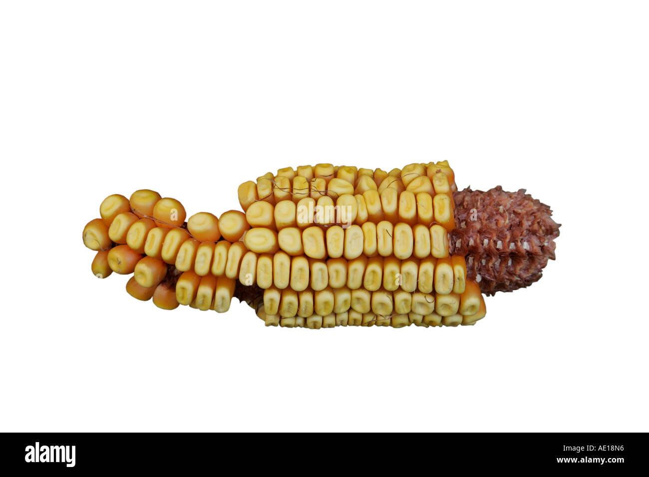 golden corn harvest animal feed maize gold crop farm dry fresh yellow ...