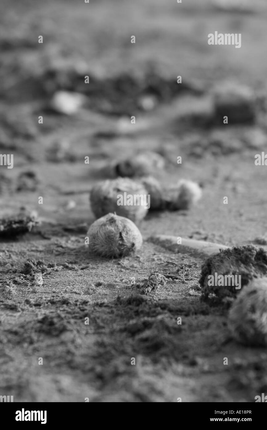 black and white beach sand, short depth of field Stock Photo - Alamy