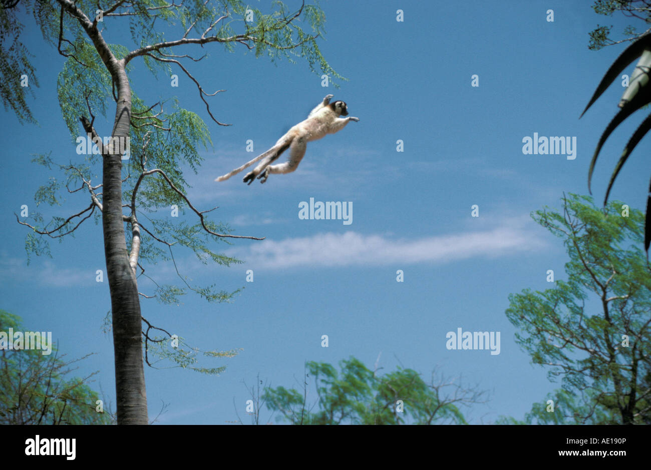 Jump verreauxs sifaka hi-res stock photography and images - Alamy