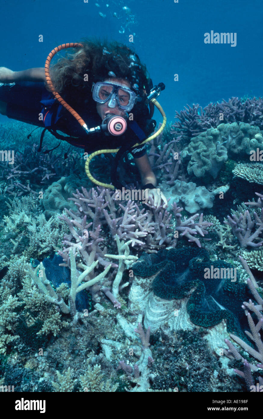 female scuba diver inspects Giant Clam on Great Barrier Reef Queensland ...