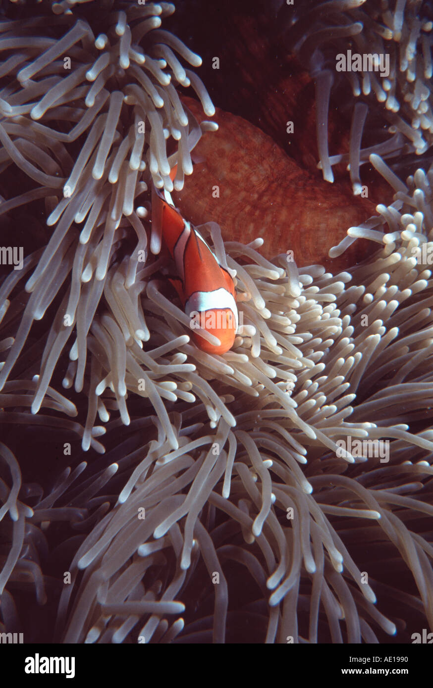 Clownfish and Sea Anemone Great Barrier Reef Queensland Australia Stock ...