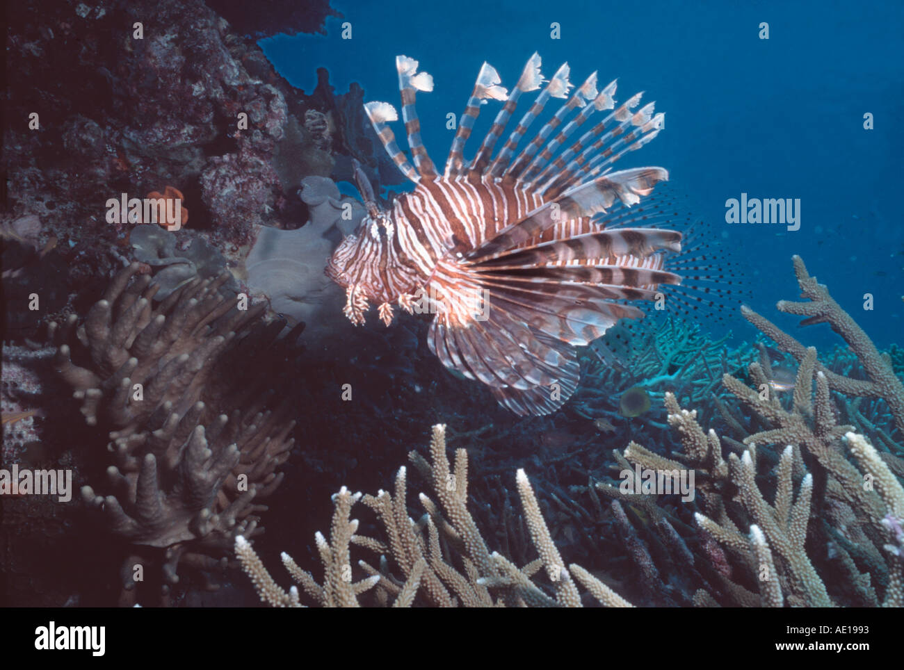 Lion fish great barrier reef hi-res stock photography and images - Alamy