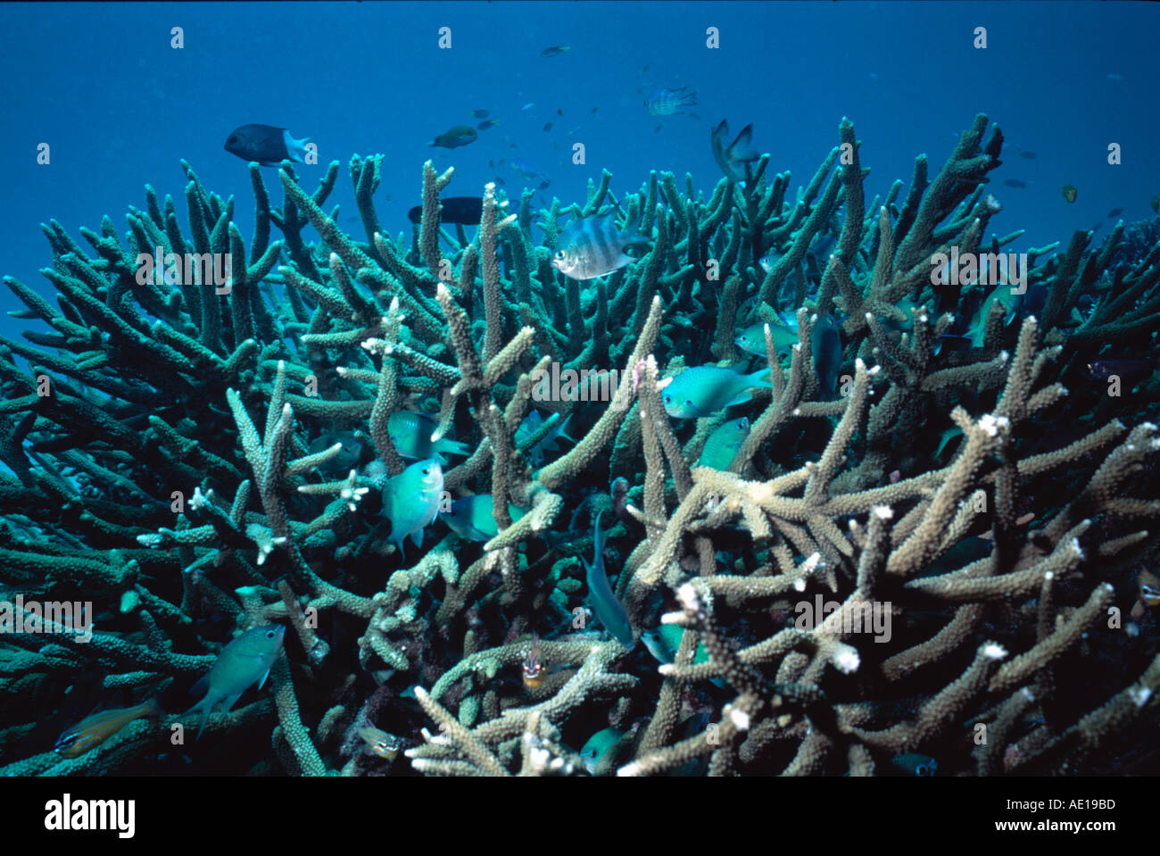 Damsel fish swimming amongst Staghorn Coral Great Barrier Reef ...