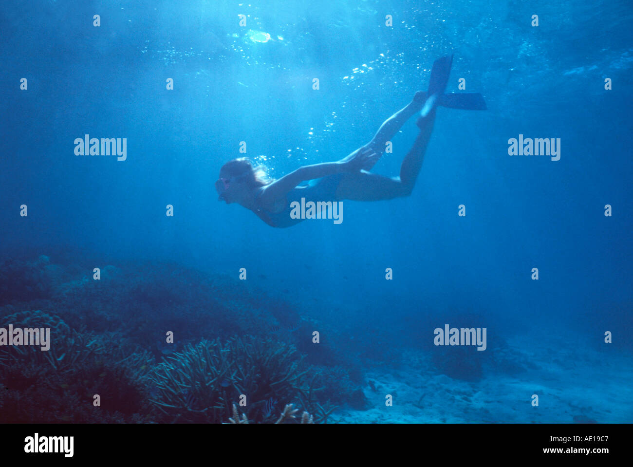 Female snorkeler diving on the Great Barrier Reef Queensland Australia ...