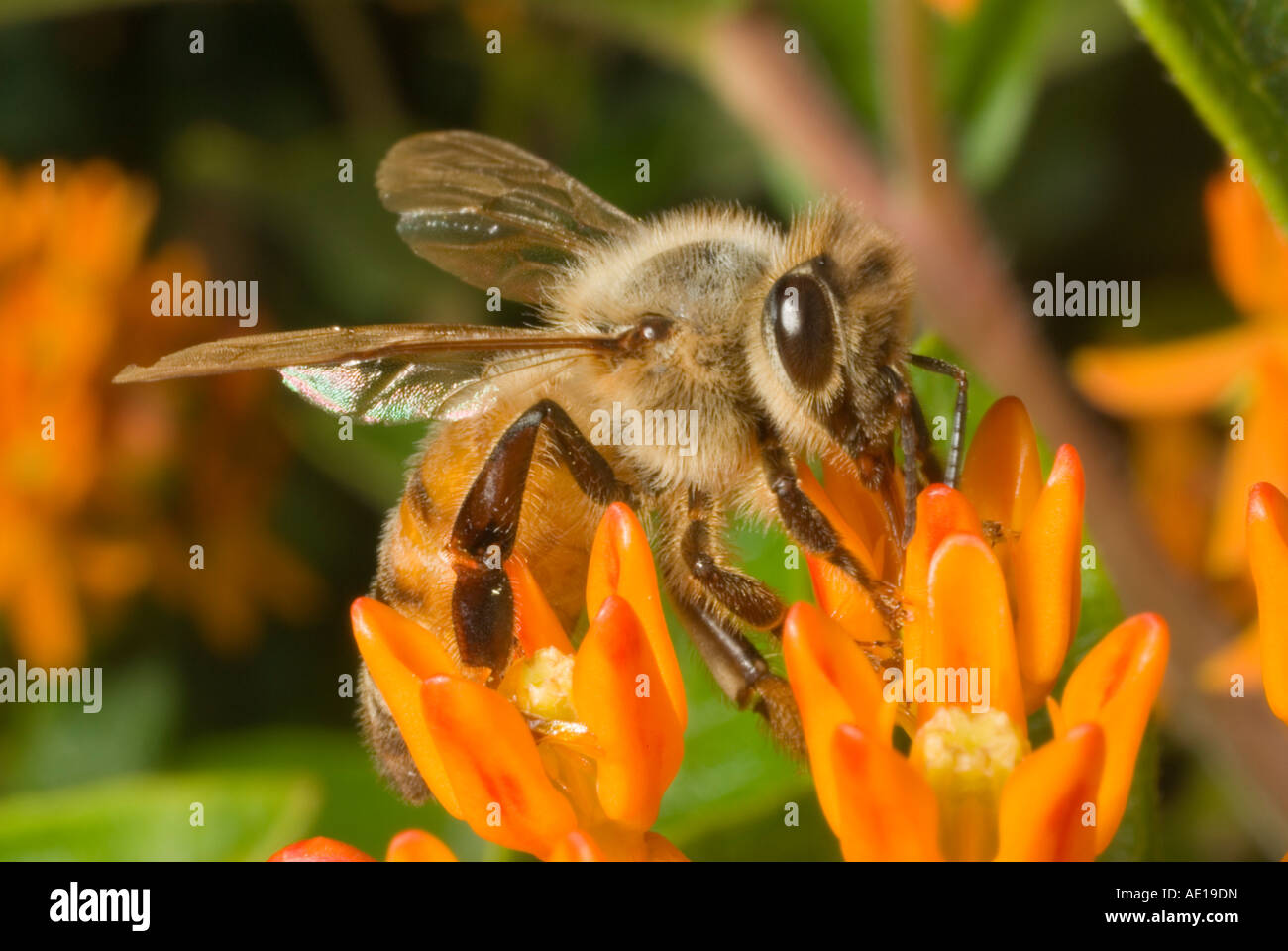 bee gathering pollen on flower Stock Photo - Alamy