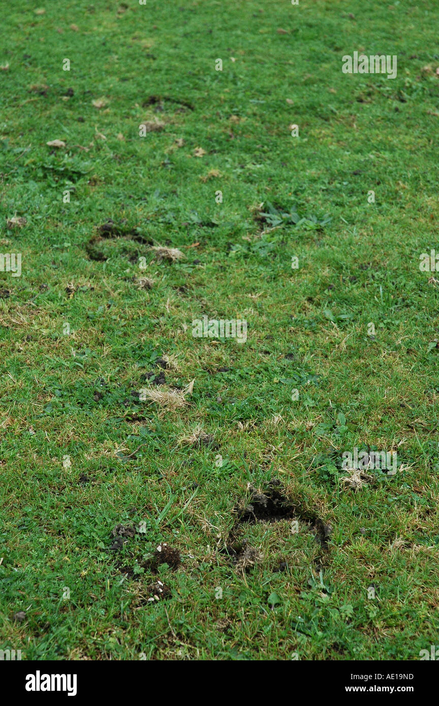 Pony tracks hi-res stock photography and images - Alamy