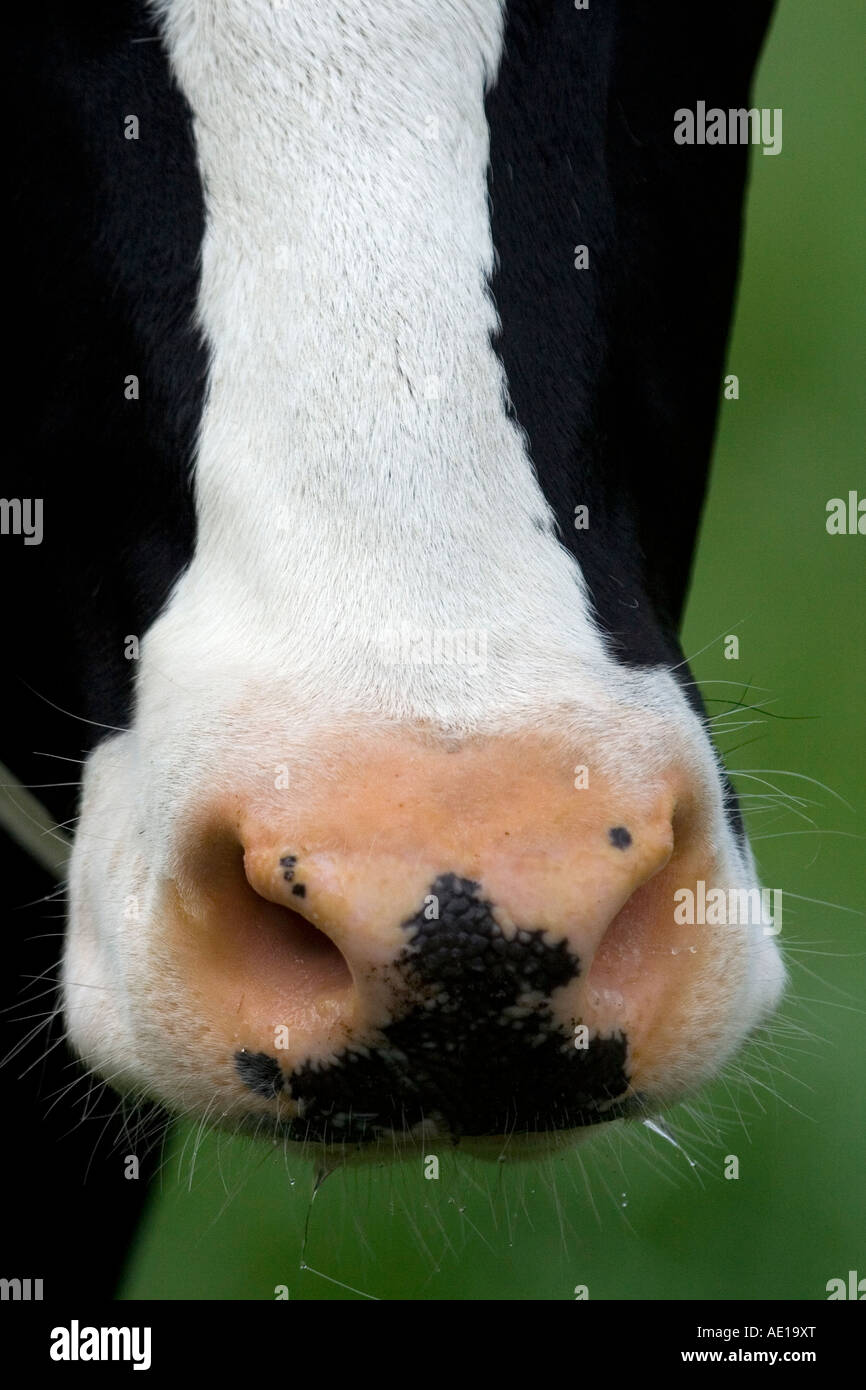 Cow mouth hi-res stock photography and images - Alamy