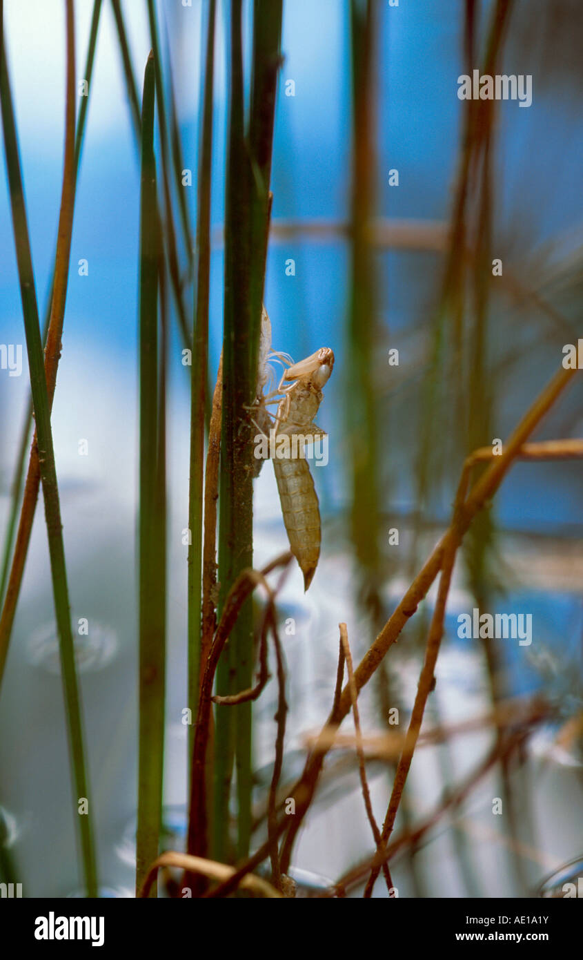 Aquatic nymphal hi-res stock photography and images - Alamy