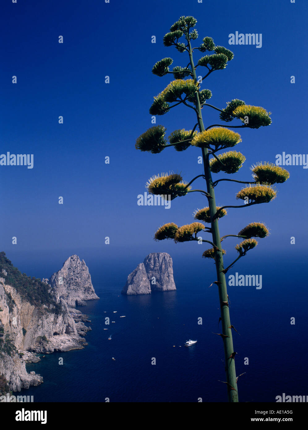 Capri fauna hi-res stock photography and images - Alamy
