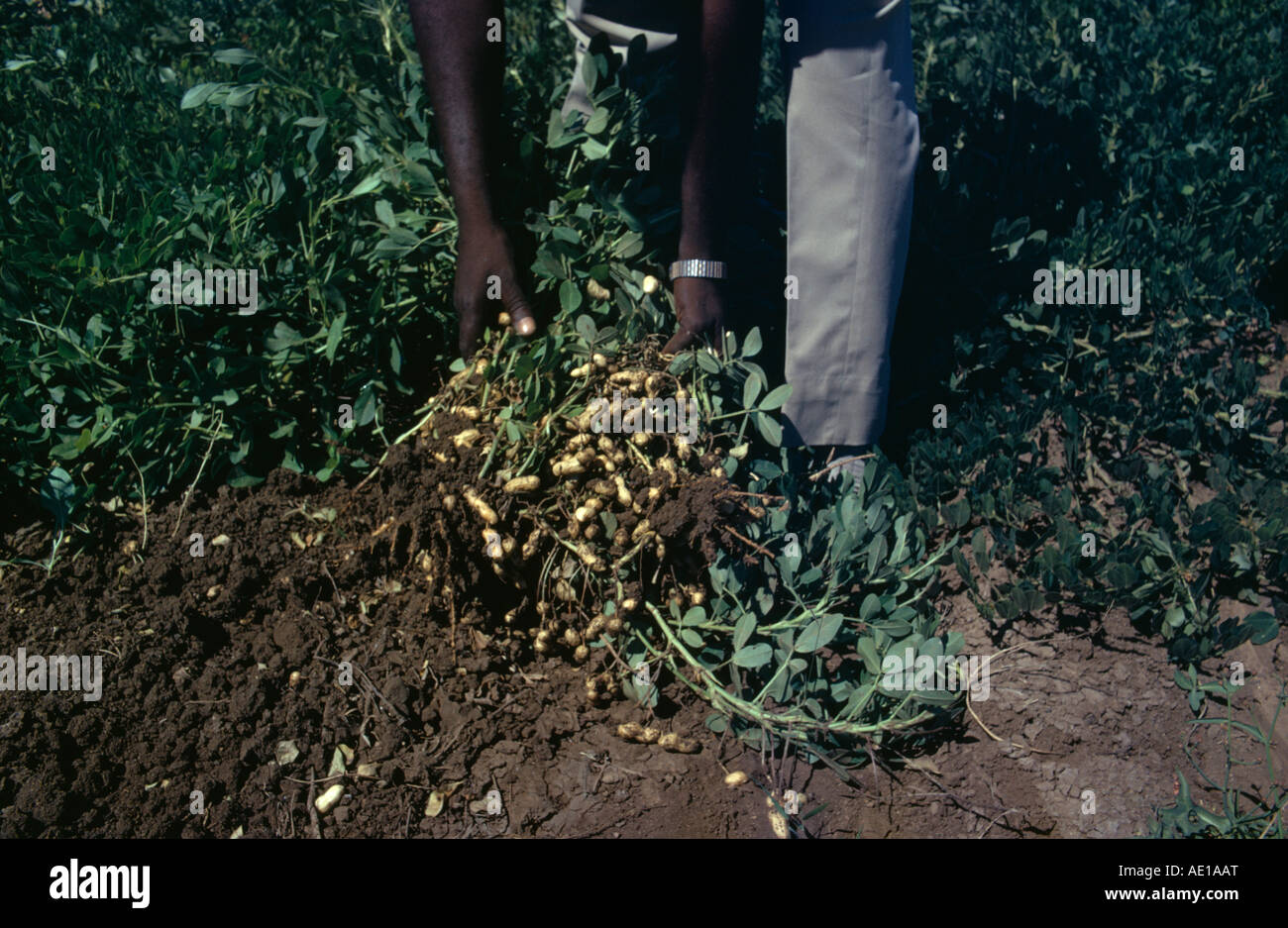 NIGERIA West Africa Agriculture Farming Groundnuts peanuts being ...