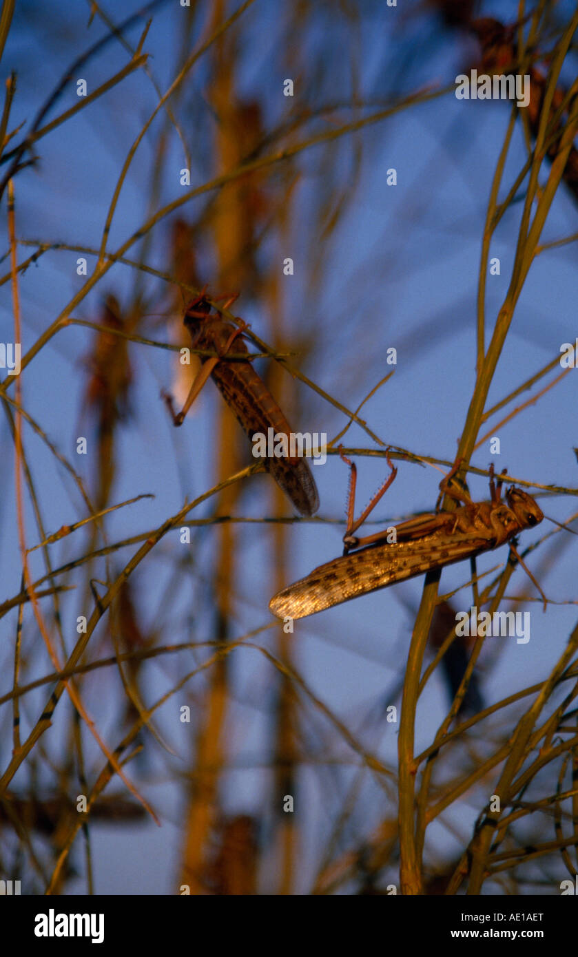 Swarm of locusts africa hi-res stock photography and images - Alamy