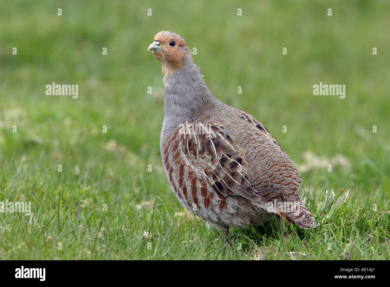 Brown partridge hi-res stock photography and images - Alamy