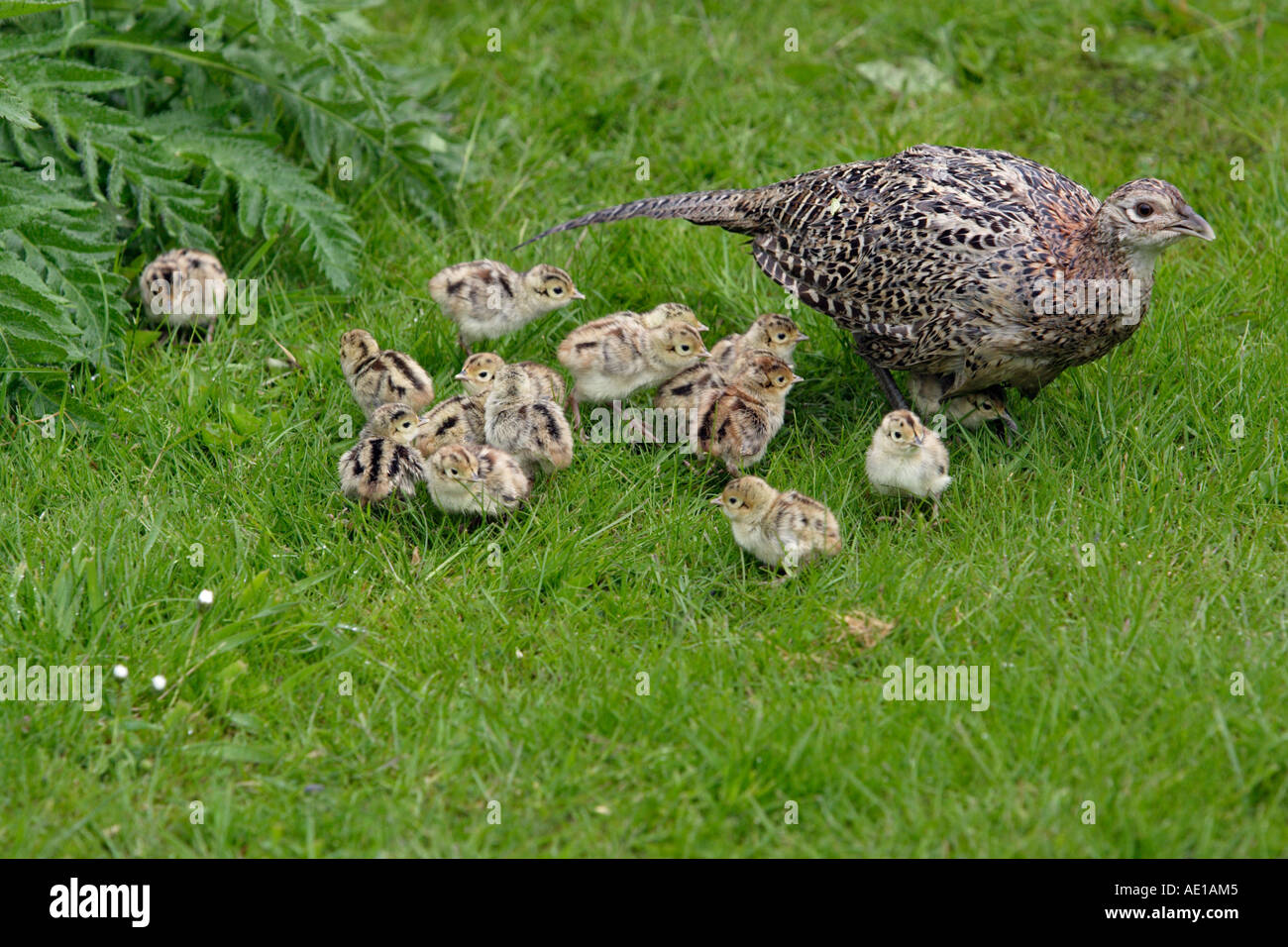 Pheasant chicks hi-res stock photography and images - Alamy