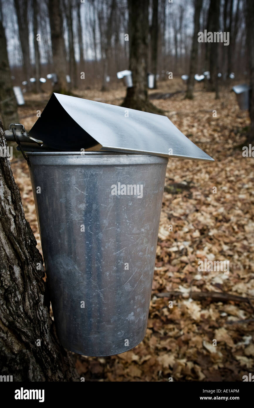 Maple syrup production in the Rougemont Hills south of Montreal in ...