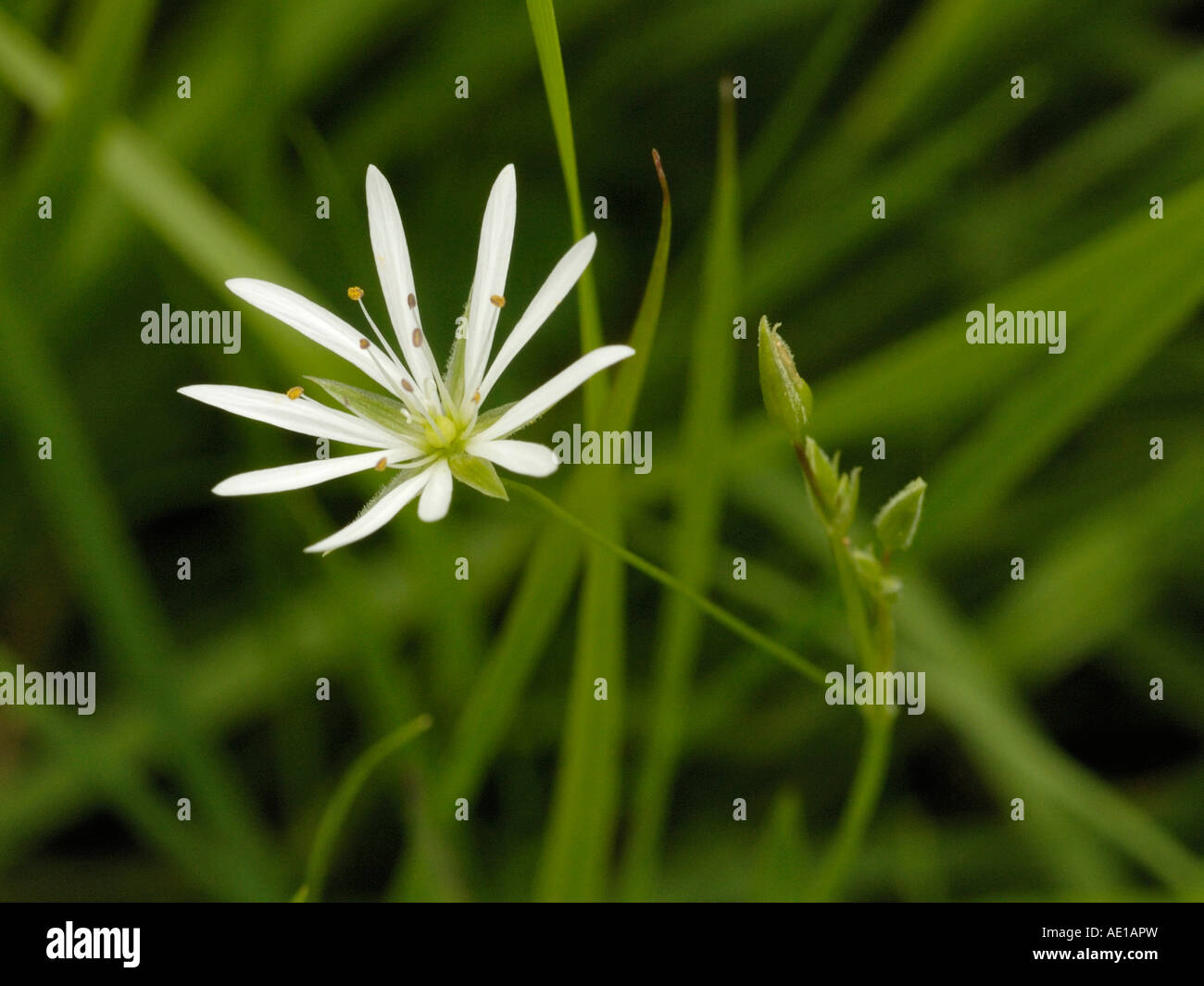 Stellaria graminea hi-res stock photography and images - Alamy